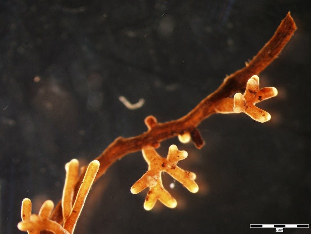 Mykorhizní symbióza: spolu se to lépe táhne - 3/2021 - Společnost pro ...