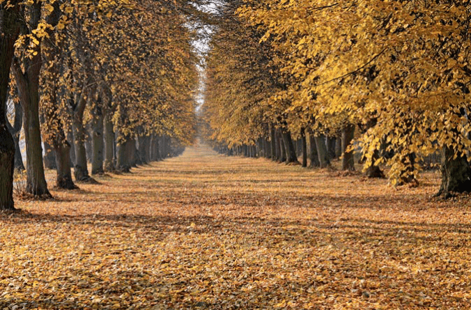 Aleje a živočichové - Společnost pro zahradní a krajinářskou tvorbu